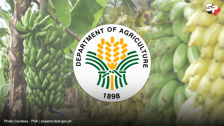 DA introduces new tech for C. Visayas banana cultivators - Sunday Punch