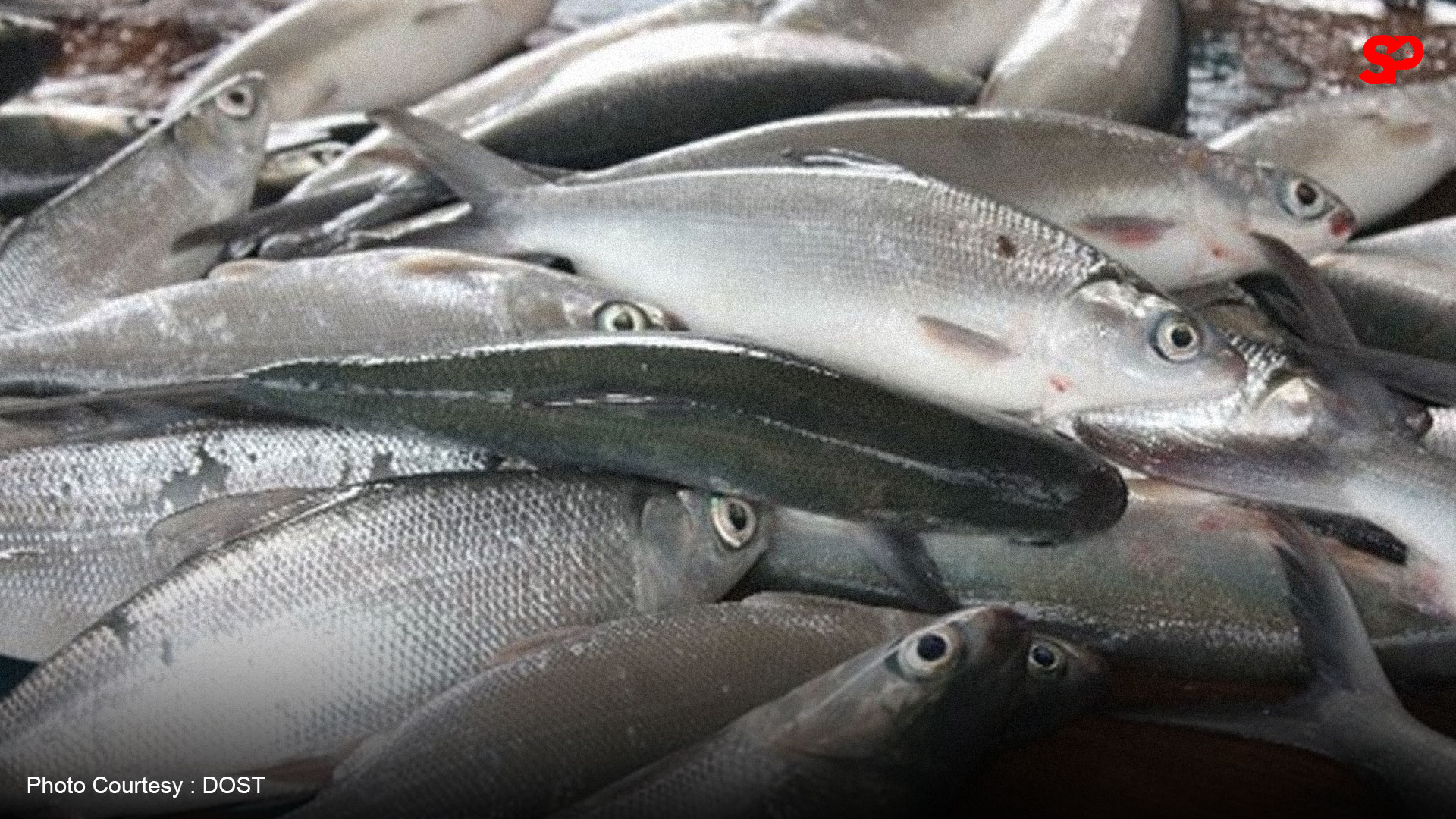 SaMaPa assures no bangus shortage amid price increase - Sunday Punch